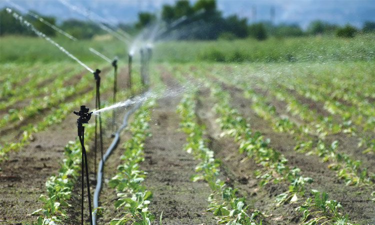 Spray Irrigation | Thinkwater Peats Ridge